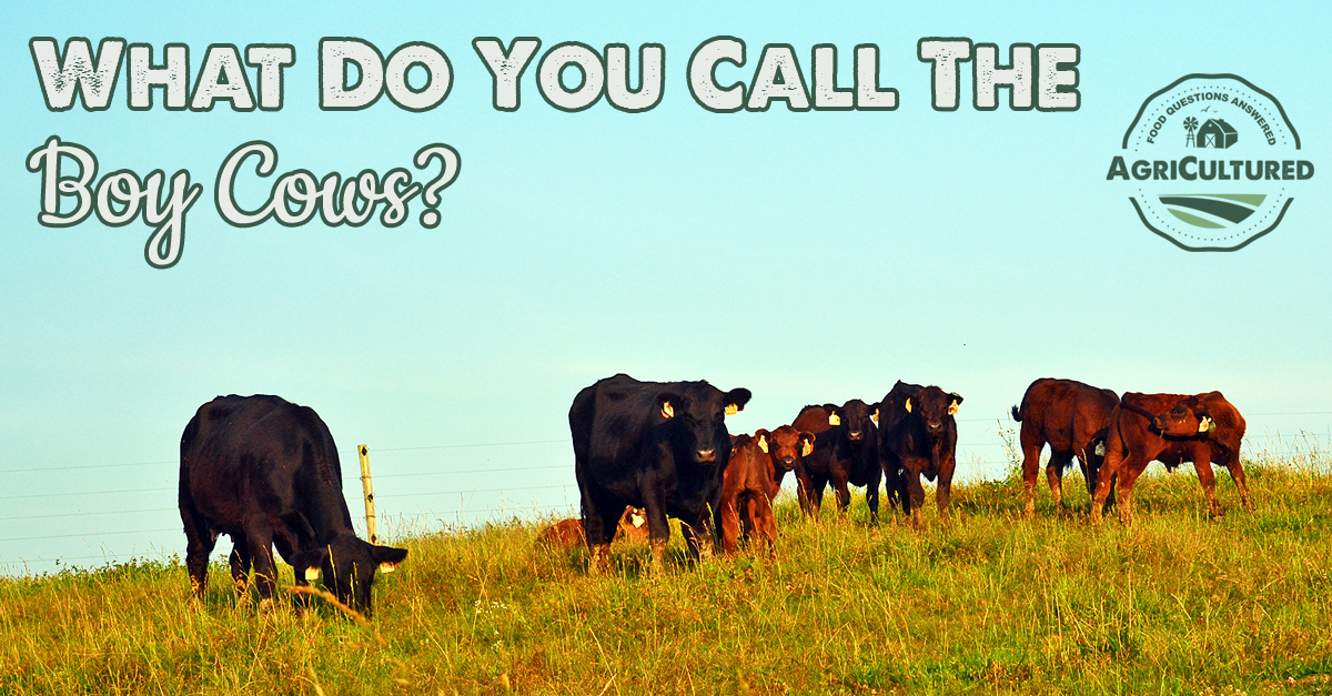 What Do You Call The Boy Cows? - My Fearless Kitchen